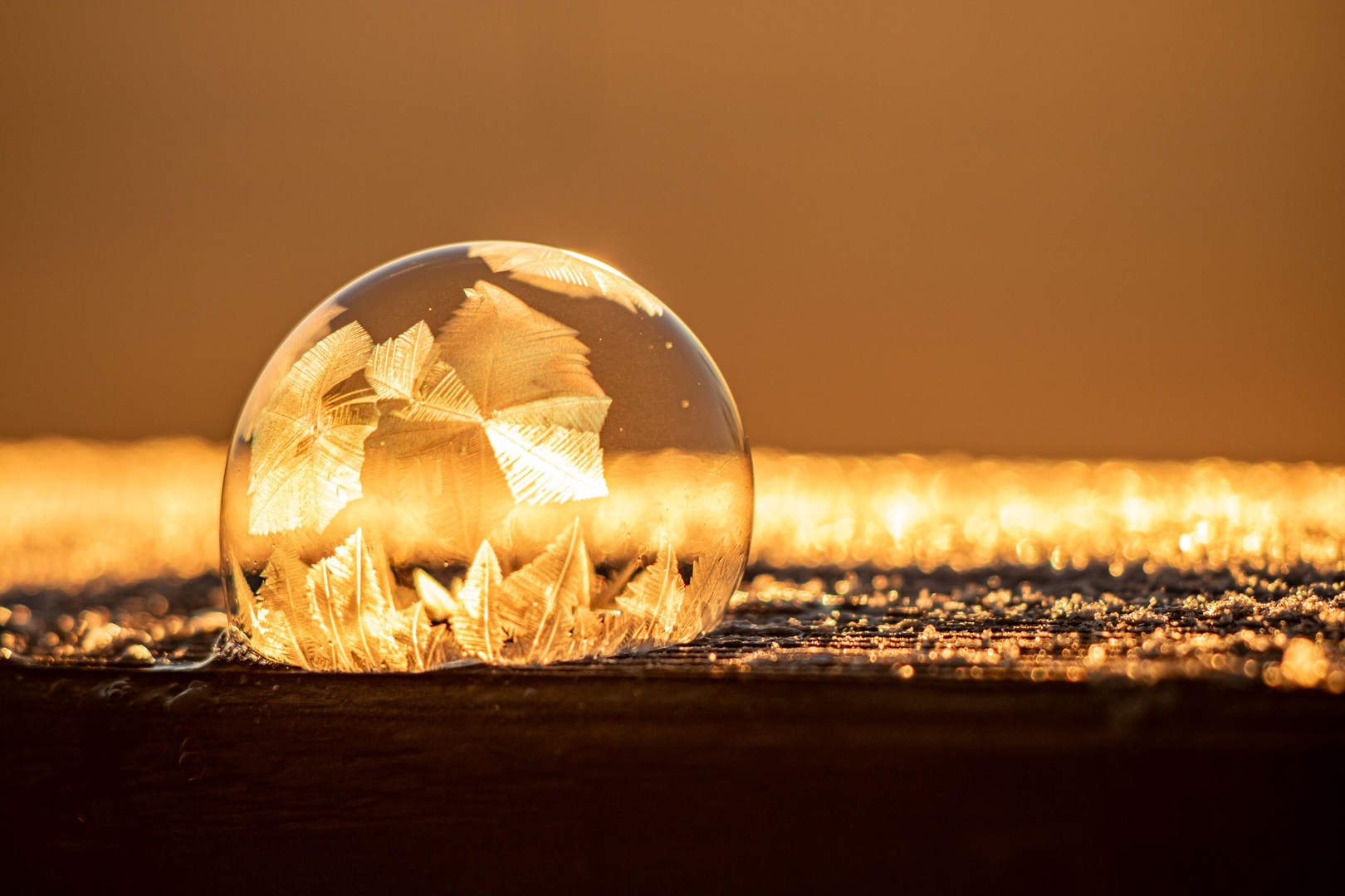 CB-Fotowettbewerb: Im Februar geht's um Bilder von Vögeln - ComputerBase