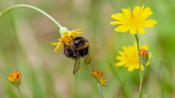 Sicherheitsscanner: Perplexity veröffentlicht Bumblebee als freie ...